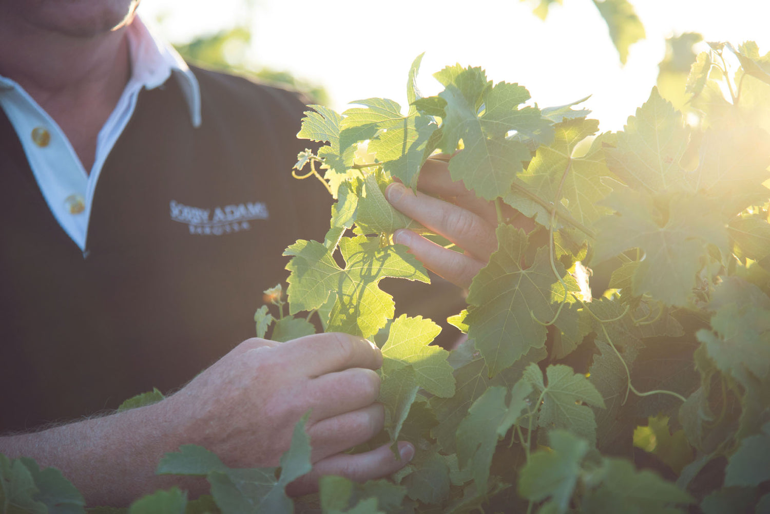 Vineyards – Sorby Adams Wines