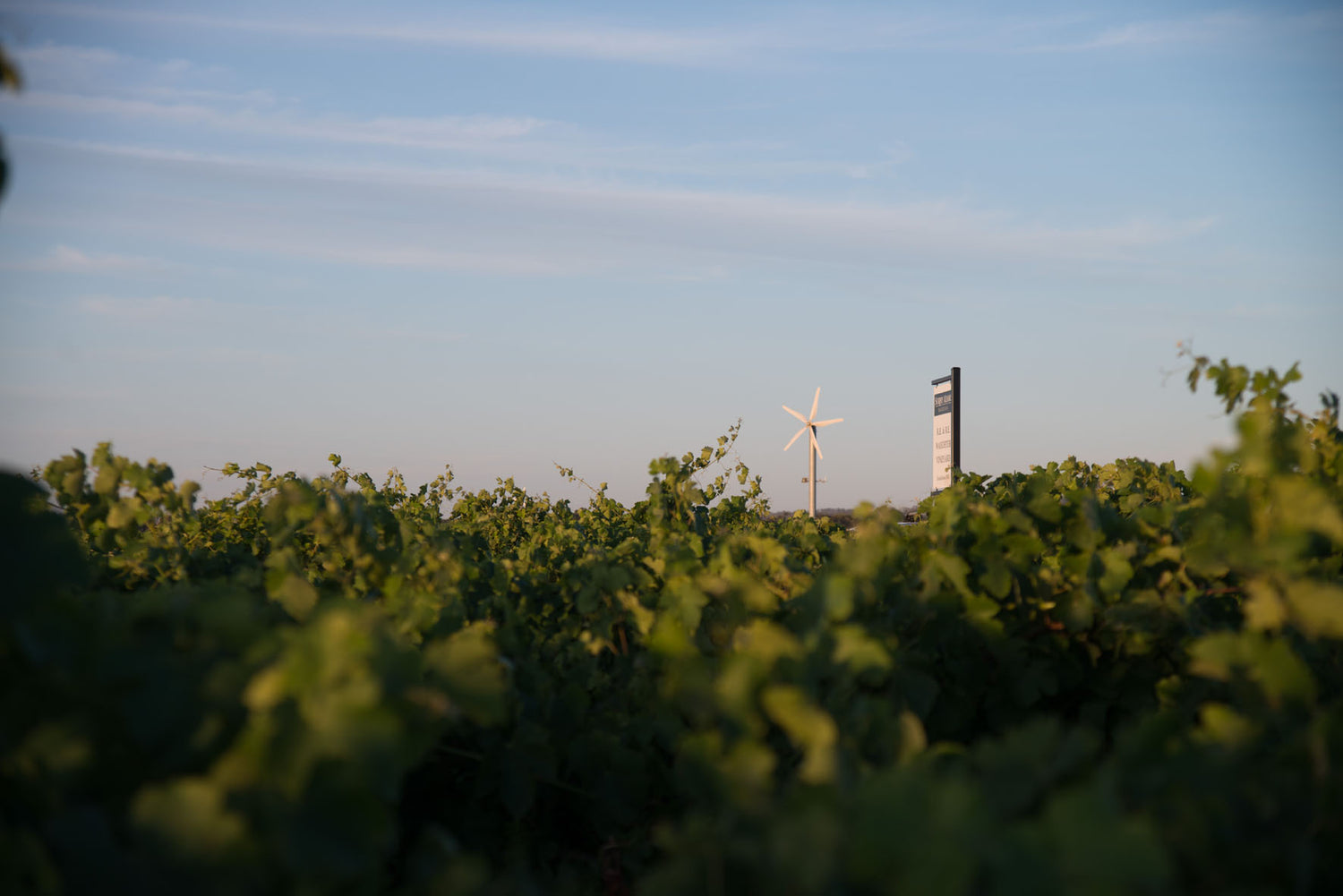 Vineyards – Sorby Adams Wines