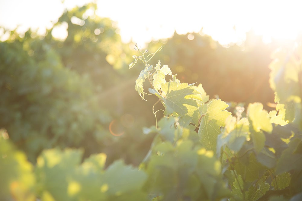 Vineyards – Sorby Adams Wines